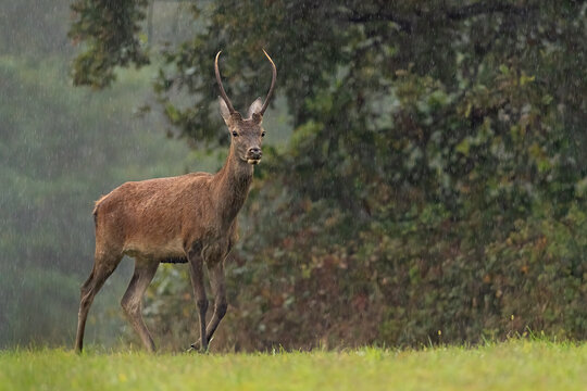 「Fusone」の写真素材 | 8件の無料イラスト画像 | Adobe Stock