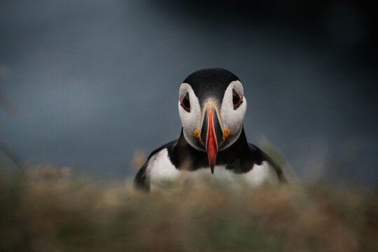 Obrázky Staffa – procházejte fotografie, vektory a videa 1,106 | Adobe ...