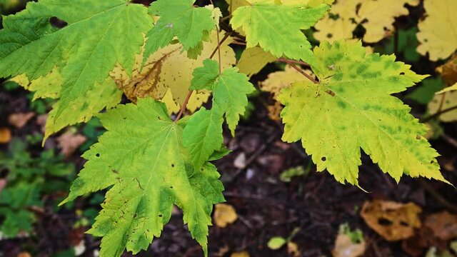 "Manitoba Maple" Images – Browse 213 Stock Photos, Vectors, and Video ...