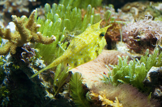 รูปภาพMeeresfisch – เลือกดูภาพถ่ายสต็อก เวกเตอร์ และวิดีโอ1,676 | Adobe ...