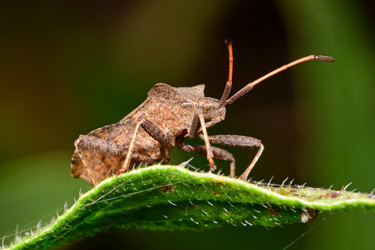 Marg Bilder – Durchsuchen 763 Archivfotos, Vektorgrafiken und Videos ...
