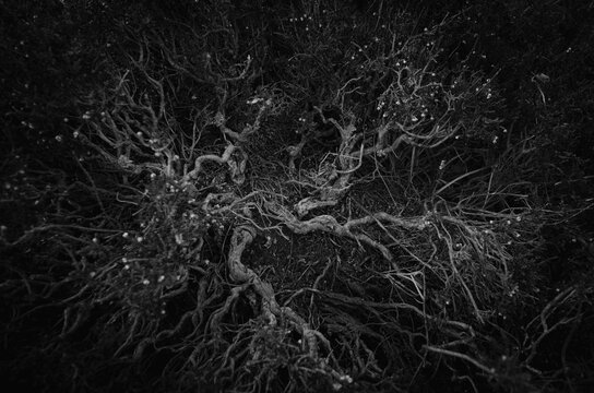 Black And White Tree Roots Images – Browse 49,520 Stock Photos, Vectors ...