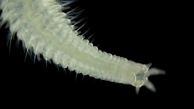 Anal Video Footage – Browse 957 HD Stock Video and Footage | Adobe Stock