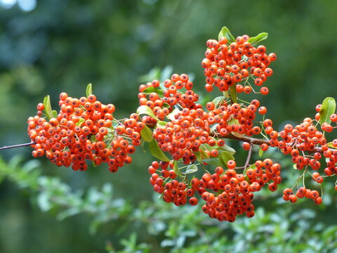 Pyracanthus Bilder – Durchsuchen 4,941 Archivfotos, Vektorgrafiken und ...