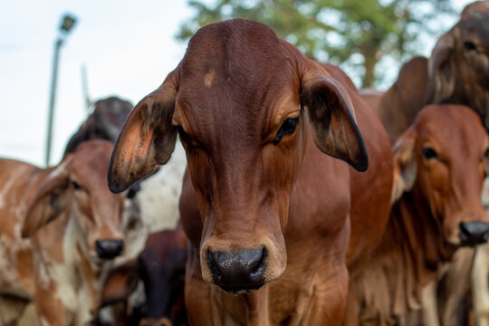 「Novillo」の画像 - 461 件の Stock 写真、ベクターおよびビデオ | Adobe Stock