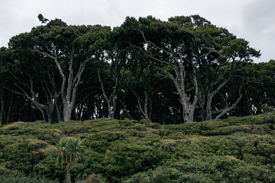 รูปภาพTreeline – เลือกดูภาพถ่ายสต็อก เวกเตอร์ และวิดีโอ29,773 | Adobe Stock