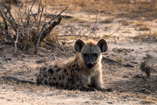 "Crocuta Crocuta" Images – Browse 11,605 Stock Photos, Vectors, and ...