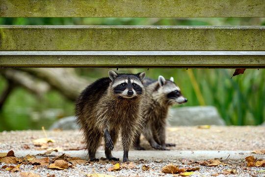 Procyon 이미지 – 찾아보기 5,375 스톡 사진, 벡터 및 비디오 | Adobe Stock