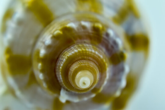 รูปภาพKoncha – เลือกดูภาพถ่ายสต็อก เวกเตอร์ และวิดีโอ168 | Adobe Stock