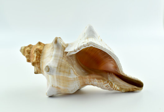 รูปภาพKoncha – เลือกดูภาพถ่ายสต็อก เวกเตอร์ และวิดีโอ168 | Adobe Stock