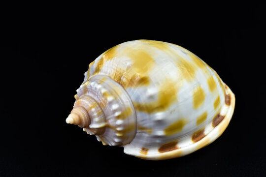 รูปภาพKoncha – เลือกดูภาพถ่ายสต็อก เวกเตอร์ และวิดีโอ168 | Adobe Stock