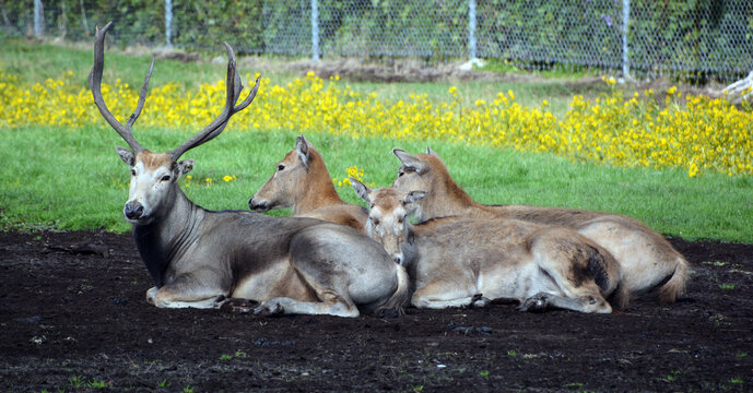 「Milu」の画像 - 591 件の Stock 写真、ベクターおよびビデオ | Adobe Stock