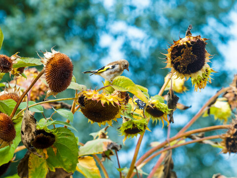 รูปภาพGranivore – เลือกดูภาพถ่ายสต็อก เวกเตอร์ และวิดีโอ2,308 | Adobe Stock