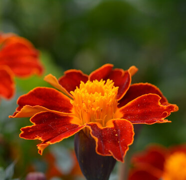 Tagette Images – Browse 64 Stock Photos, Vectors, and Video | Adobe Stock