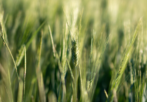 "Spiga Di Grano"-Bilder: Stock-Fotos & -Videos. | Adobe Stock