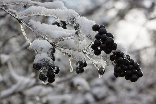 Schwarzbeeren bilder – Bläddra bland 669 stockfoton, vektorer och ...