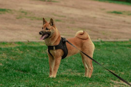 Shiba Run Bilder – Durchsuchen 1,446 Archivfotos, Vektorgrafiken und ...