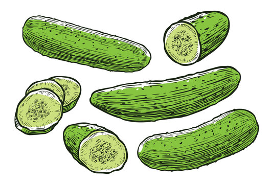 Pickle Slices Drawing