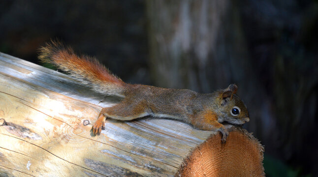 รูปภาพChippy – เลือกดูภาพถ่ายสต็อก เวกเตอร์ และวิดีโอ15,155 | Adobe Stock