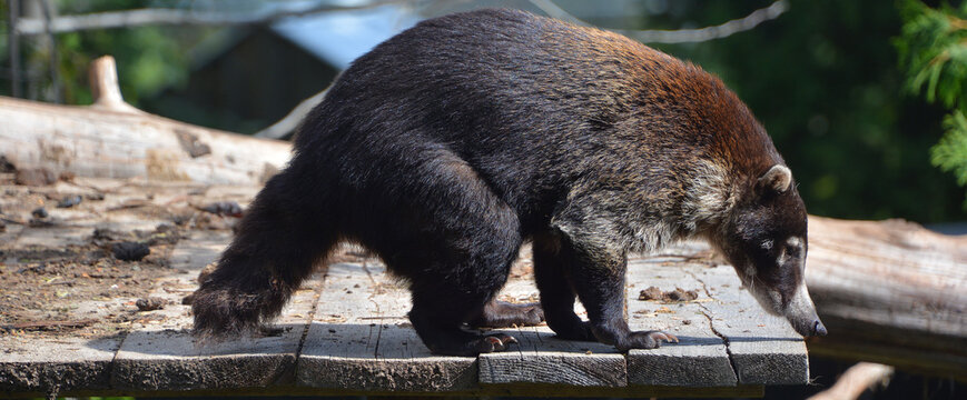 Procyonidae Images – Browse 3,150 Stock Photos, Vectors, and Video ...