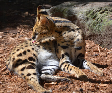รูปภาพTierboskat – เลือกดูภาพถ่ายสต็อก เวกเตอร์ และวิดีโอ167 | Adobe Stock