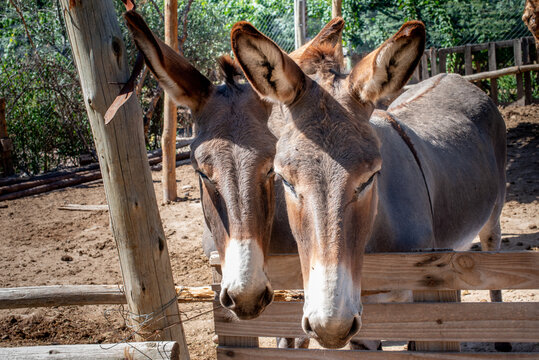 รูปภาพMula – เลือกดูภาพถ่ายสต็อก เวกเตอร์ และวิดีโอ1,629 | Adobe Stock