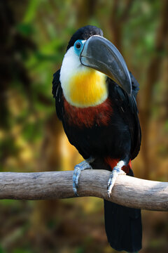 Imágenes de Tukan: descubre bancos de fotos, ilustraciones, vectores y ...