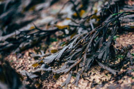 Imagens de Fucus – Explore Fotografias do Stock, Vetores e Vídeos de ...