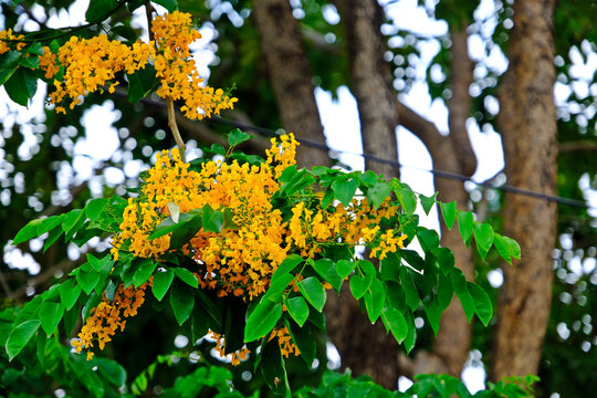 Pterocarpus Bilder – Durchsuchen 1,021 Archivfotos, Vektorgrafiken und ...