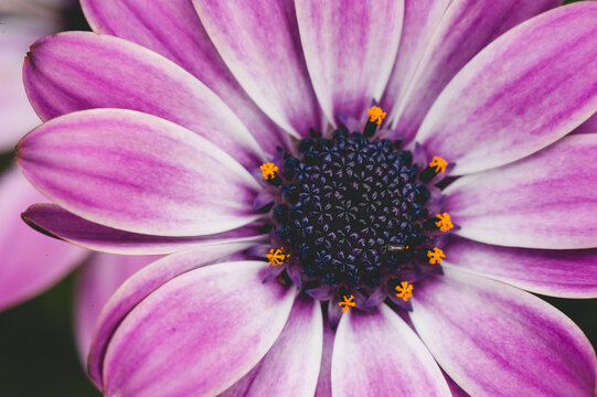 รูปภาพFlowre – เลือกดูภาพถ่ายสต็อก เวกเตอร์ และวิดีโอ133 | Adobe Stock