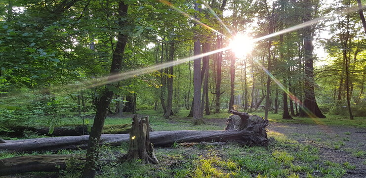 Forset Billeder – Gennemse 1,362 stockfotos, vektorer og videoer ...