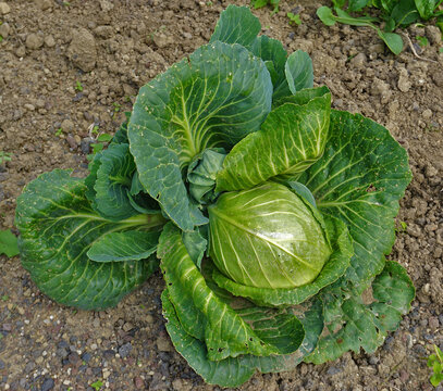 รูปภาพKopfkohl – เลือกดูภาพถ่ายสต็อก เวกเตอร์ และวิดีโอ201 | Adobe Stock