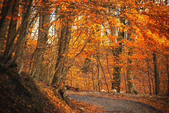 Ottobre 이미지 – 찾아보기 7,023 스톡 사진, 벡터 및 비디오 | Adobe Stock
