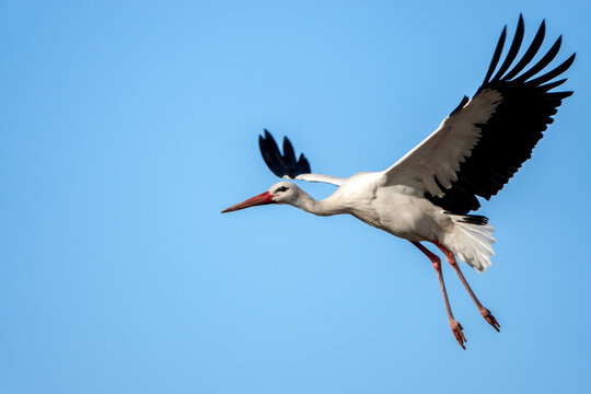 "Fliegender-Bilder: Stock-Fotos & -Videos. | Adobe Stock