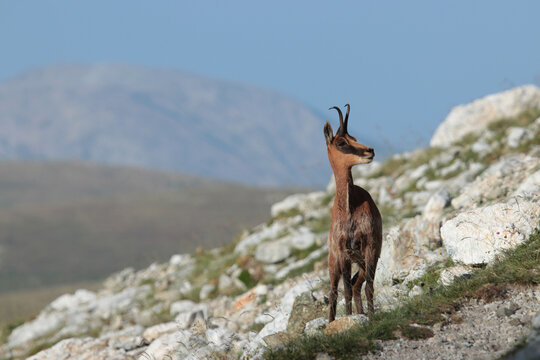 Izard - Images et vidéos libres de droits | Adobe Stock