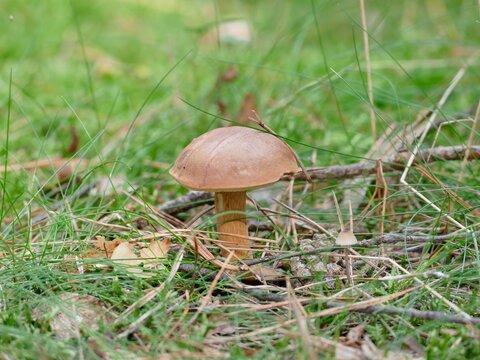 「Braunkappe」の画像 - 614 件の Stock 写真、ベクターおよびビデオ | Adobe Stock