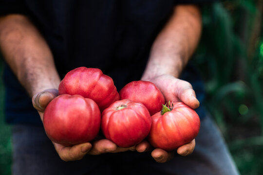 「Bio」の写真素材 | 2,378,845件の無料イラスト画像 | Adobe Stock