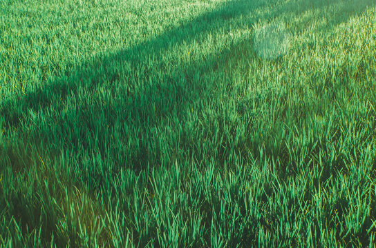 Sun Rice"」の写真素材 | 3,895件の無料イラスト画像 | Adobe Stock