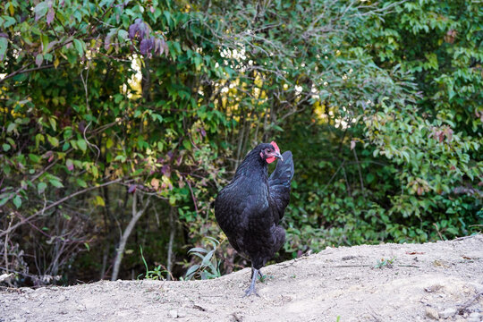 รูปภาพAustralorp – เลือกดูภาพถ่ายสต็อก เวกเตอร์ และวิดีโอ594 | Adobe Stock