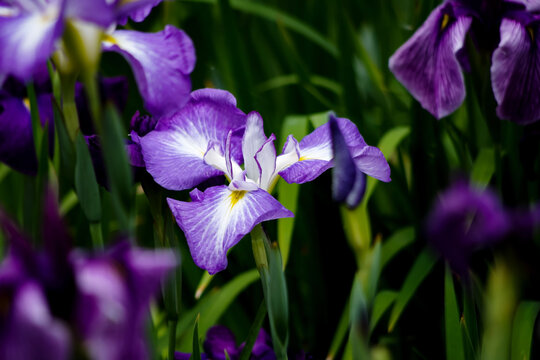 "Japanese Iris" Images – Browse 1,013 Stock Photos, Vectors, and Video ...