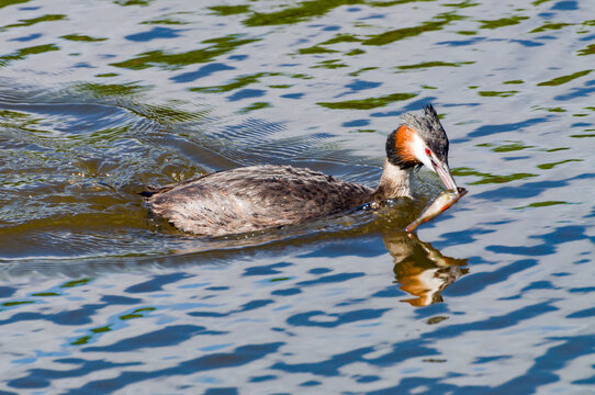 Imágenes de Fuut: descubre bancos de fotos, ilustraciones, vectores y ...