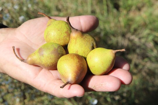 Birnenschnaps Bilder – Durchsuchen 1,954 Archivfotos, Vektorgrafiken ...