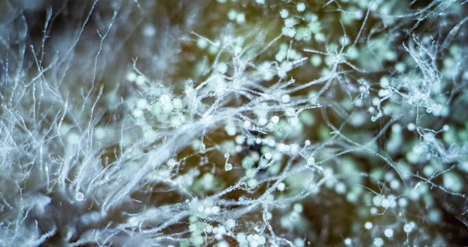 Afbeeldingen over "Mold Fungus" – Blader in stockfoto's, vectoren en ...