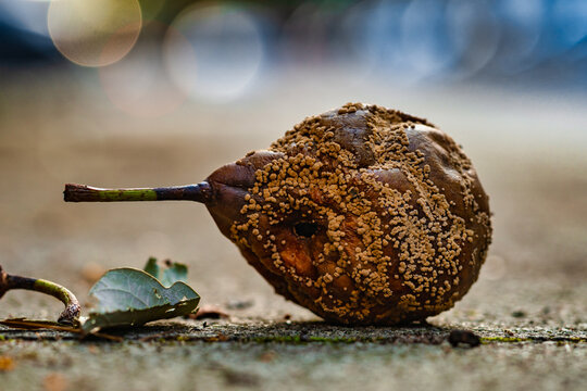 รูปภาพVerwesung – เลือกดูภาพถ่ายสต็อก เวกเตอร์ และวิดีโอ735 | Adobe Stock