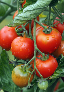 Tomatenstaude bilder – Bläddra bland 132 stockfoton, vektorer och ...