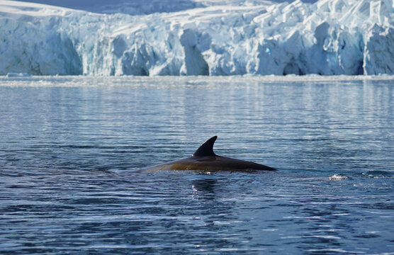 "Fin Whale" Bilder – Durchsuchen 1,013 Archivfotos, Vektorgrafiken und ...