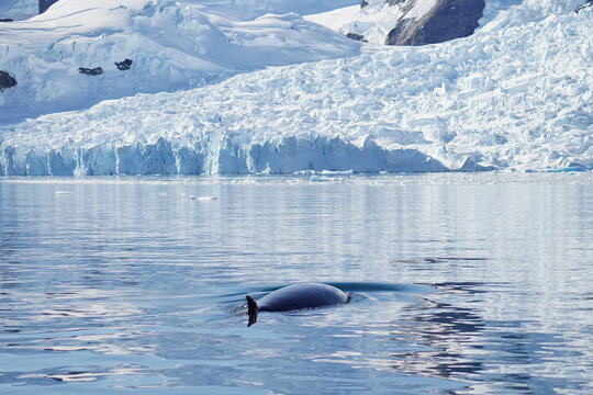 "Fin Whale" Bilder – Durchsuchen 1,013 Archivfotos, Vektorgrafiken und ...