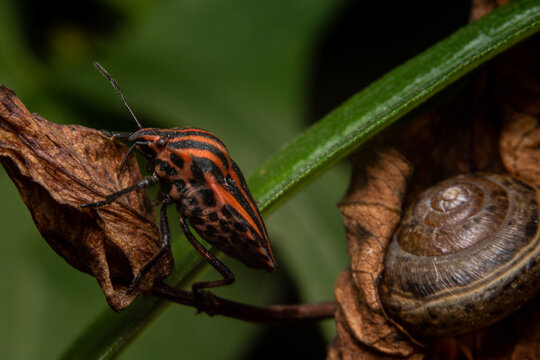 Lineatum Images – Browse 1,161 Stock Photos, Vectors, and Video | Adobe ...