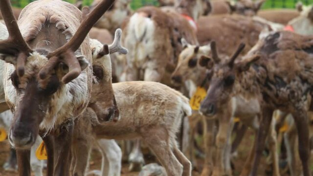 Lappish Images – Browse 1,268 Stock Photos, Vectors, and Video | Adobe ...