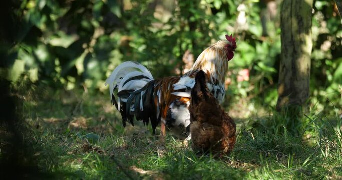 "Animal Abuse" Images – Browse 7,294 Stock Photos, Vectors, and Video ...